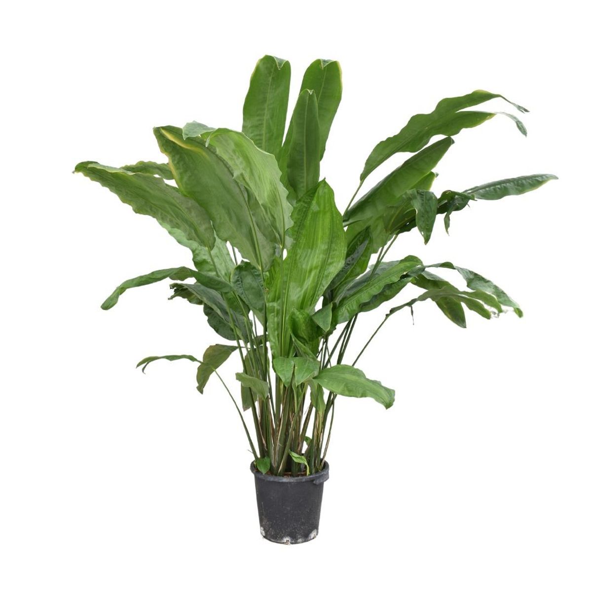 Cyclanthus bipartitus — Plant Wholesale FlorAccess