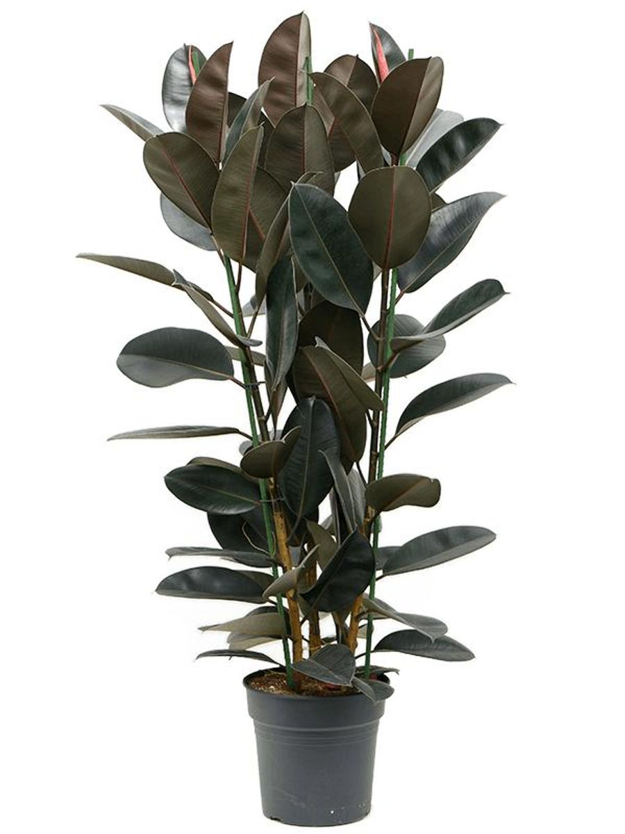 Ficus elastica 'Abidjan' — Plant Wholesale FlorAccess