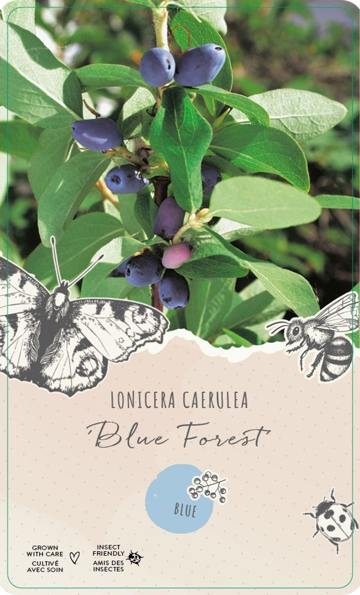Lonicera caerulea BLUE FOREST — Plant Wholesale FlorAccess