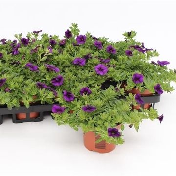 Calibrachoa MINIFAMOUS DARK BLUE — Plant Wholesale FlorAccess