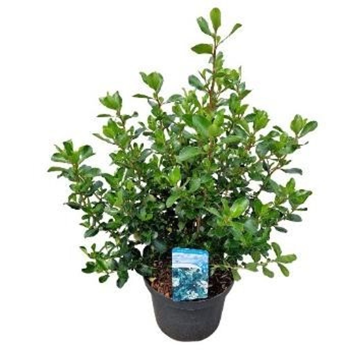 Escallonia 'Iveyi' — Mayorista de plantas FlorAccess