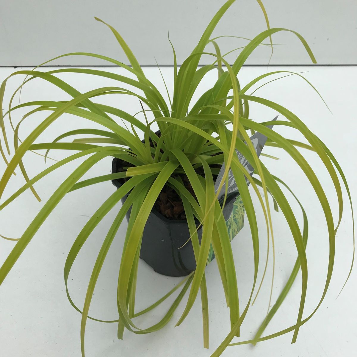 Carex oshimensis EVERCOLOR EVERILLO FlorAccess