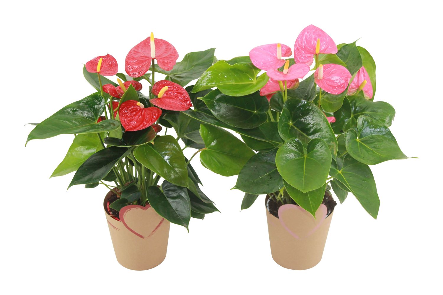 Anthurium MIX — Plant Wholesale FlorAccess
