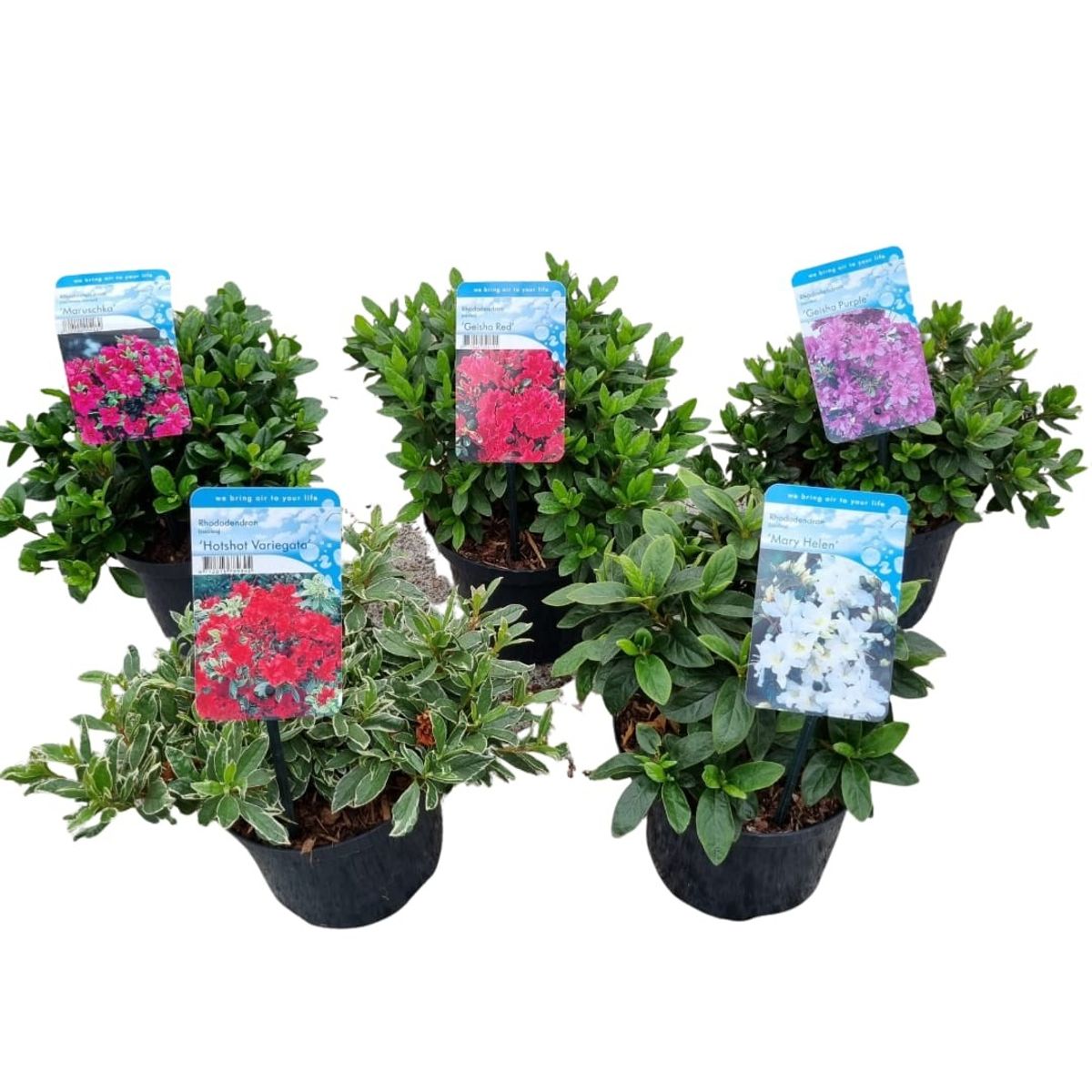 Rhododendron JAPANESE AZALEA MIX (AJ) — Plant Wholesale FlorAccess