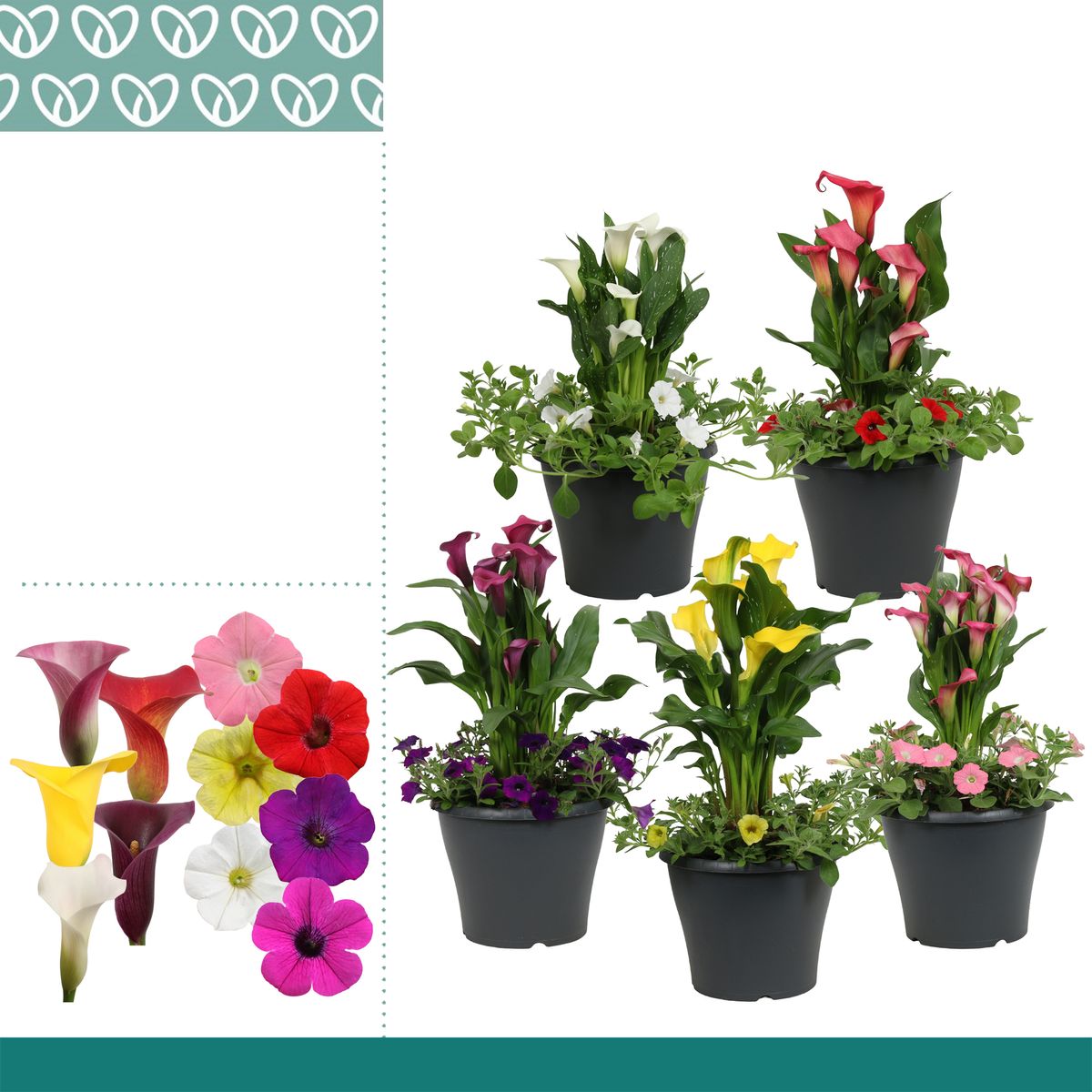 Arrangement Outdoor plants MIX IN POT — Plant Wholesale FlorAccess
