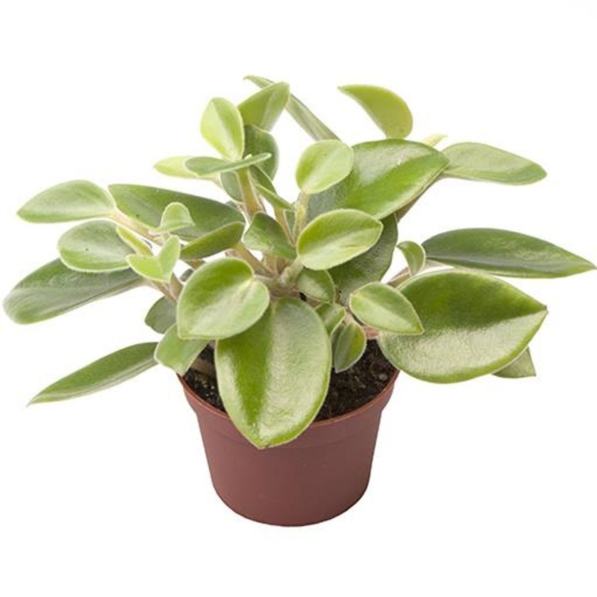 Peperomia 'Pixie' — Plant Wholesale FlorAccess