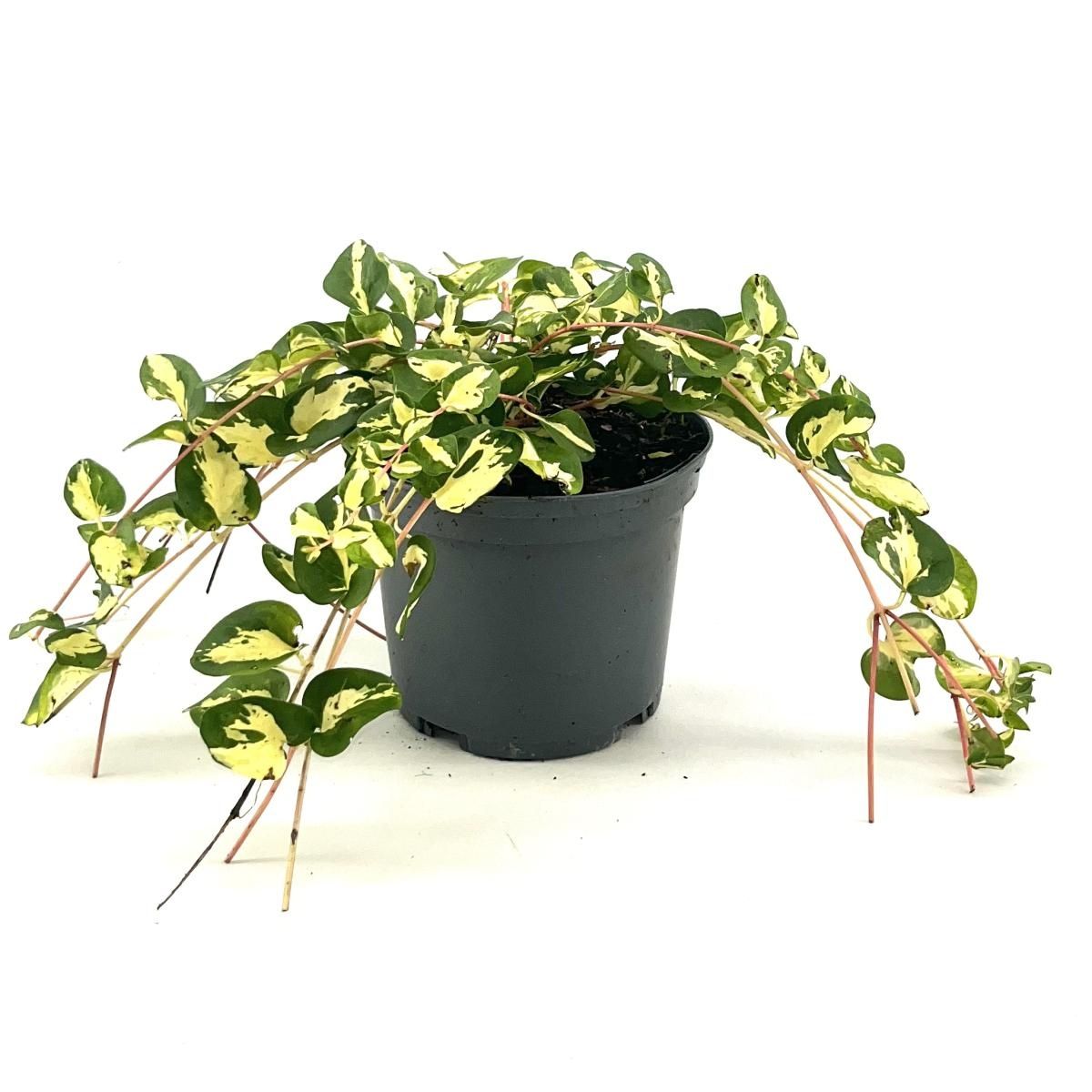 Vinca major WOJO'S JEM — Plant Wholesale FlorAccess