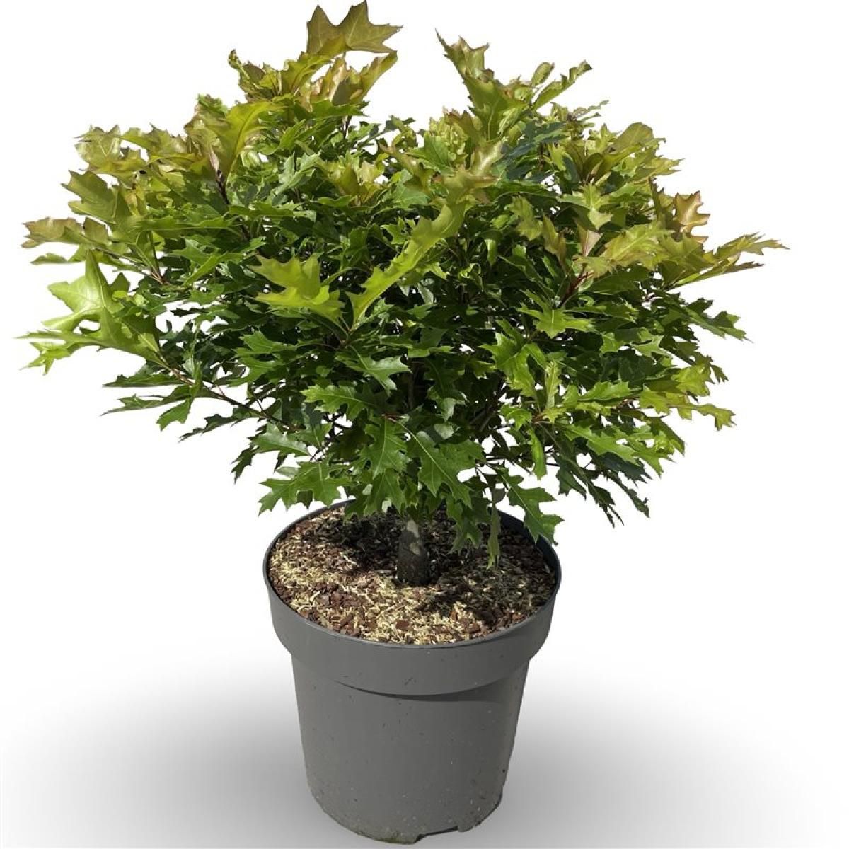 Quercus palustris 'Green Dwarf' — Plant Wholesale FlorAccess