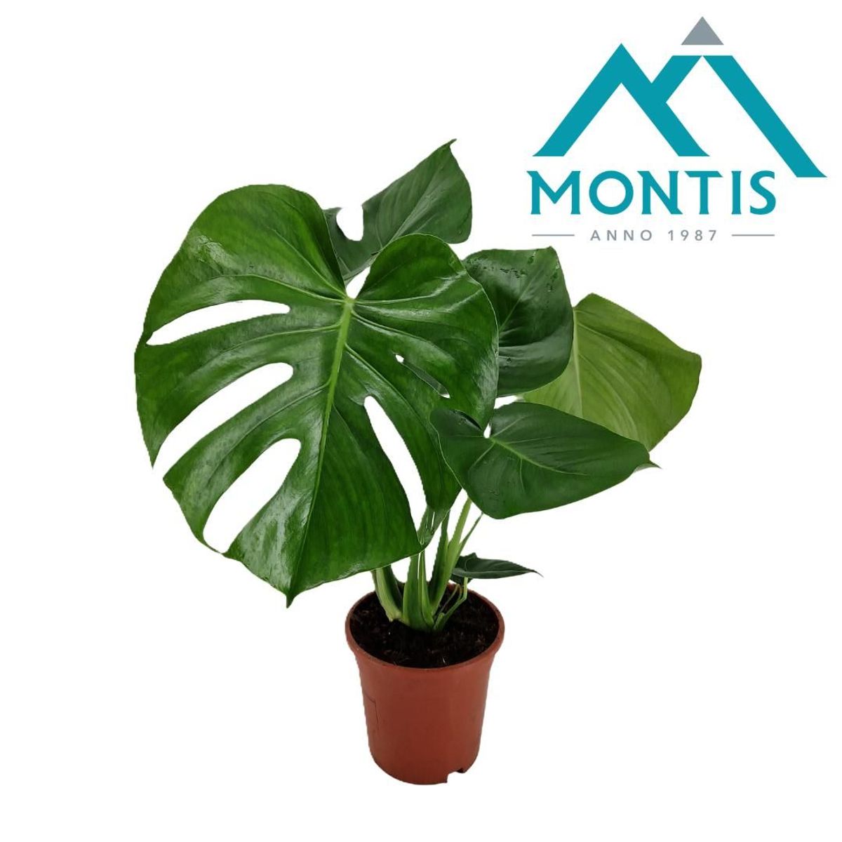 Monstera deliciosa — Grossiste en Plantes FlorAccess