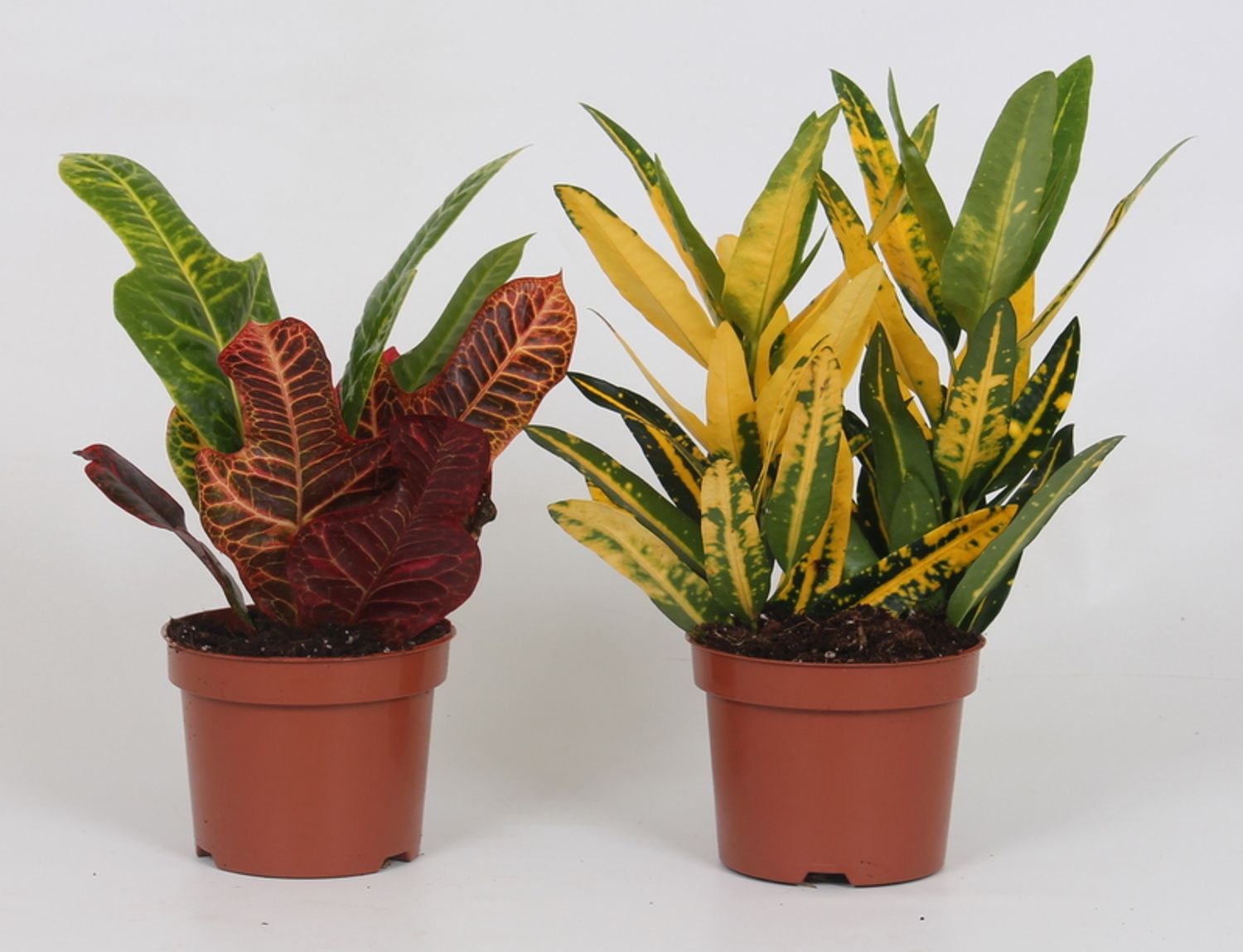 Codiaeum variegatum MIX — Plant Wholesale FlorAccess