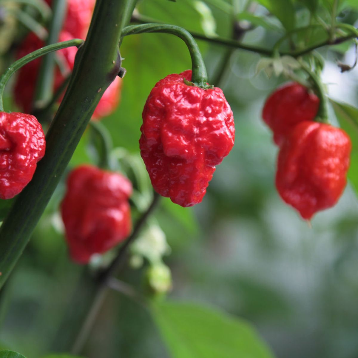 Capsicum chinense 'Carolina Reaper' — Plant Wholesale FlorAccess