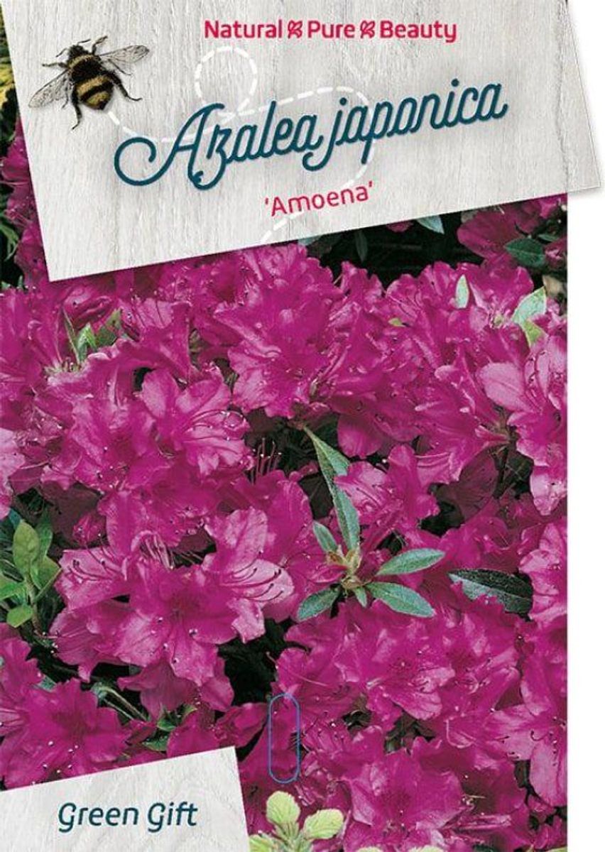 Rhododendron 'Amoenum' (AJ) — Plant Wholesale FlorAccess