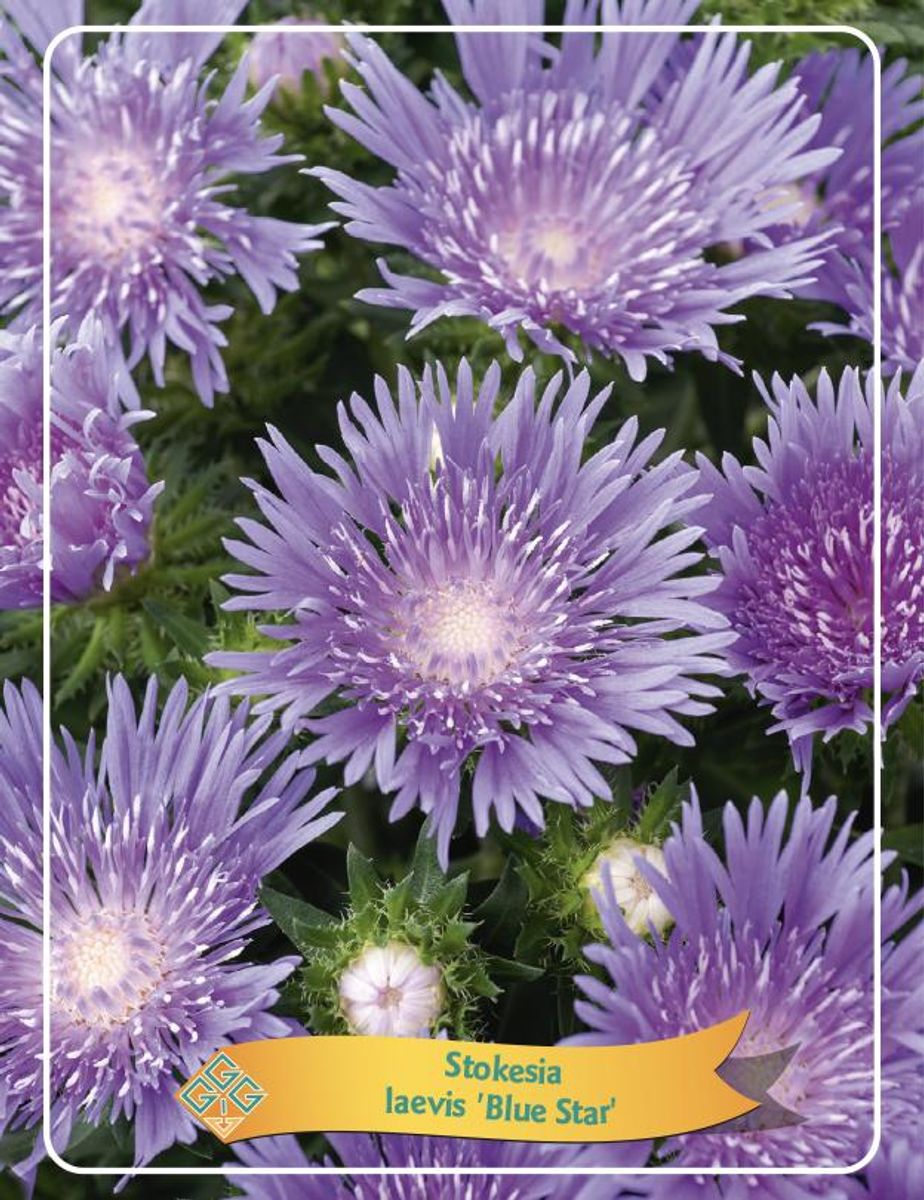 Stokesia laevis 'Blue Star' — Plant Wholesale FlorAccess