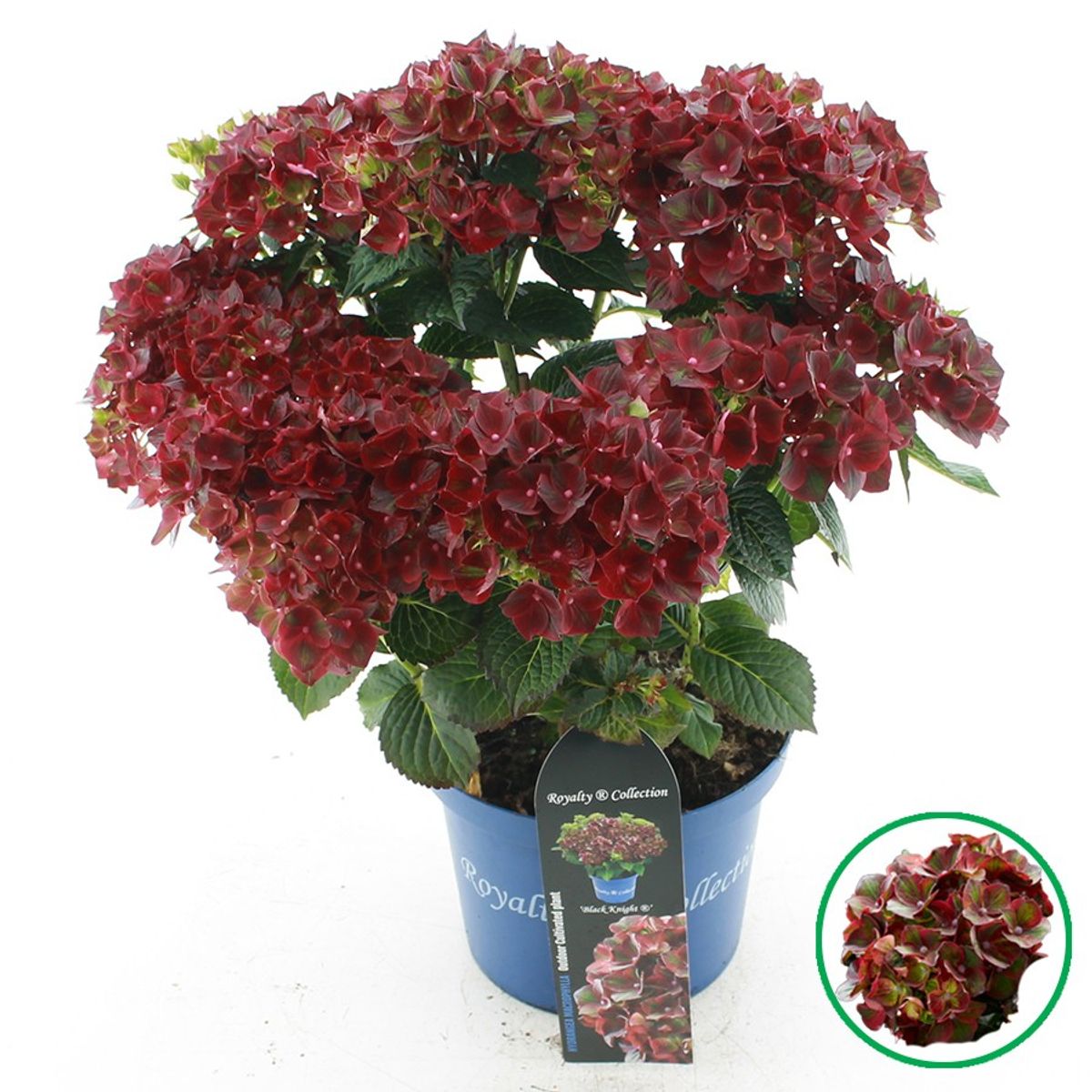 Hydrangea macrophylla ROYALTY COLLECTION BLACK KNIGHT — Plant Wholesale ...