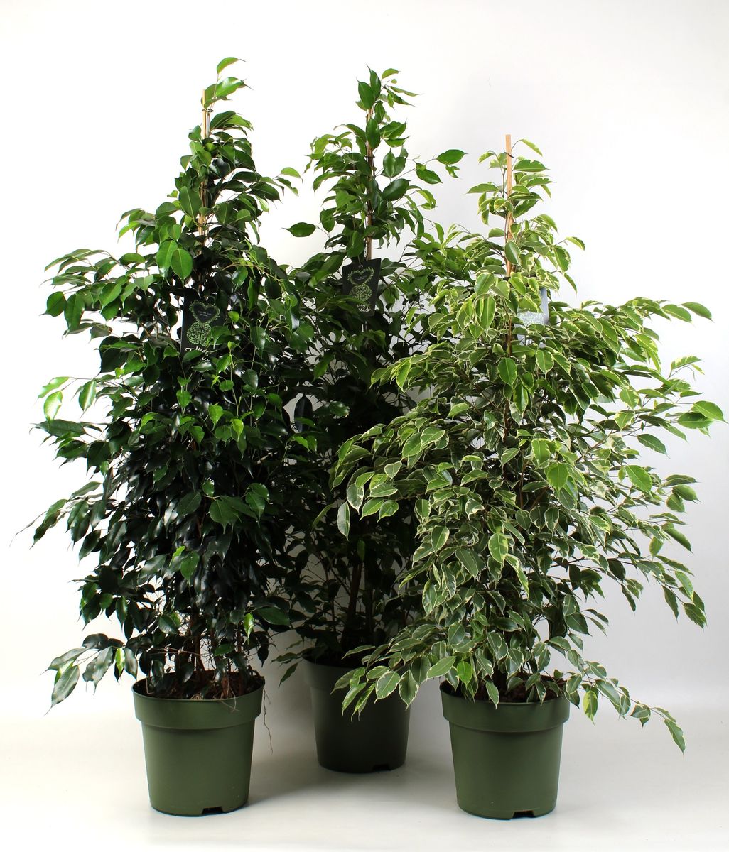 Ficus MIX — Plant Wholesale FlorAccess