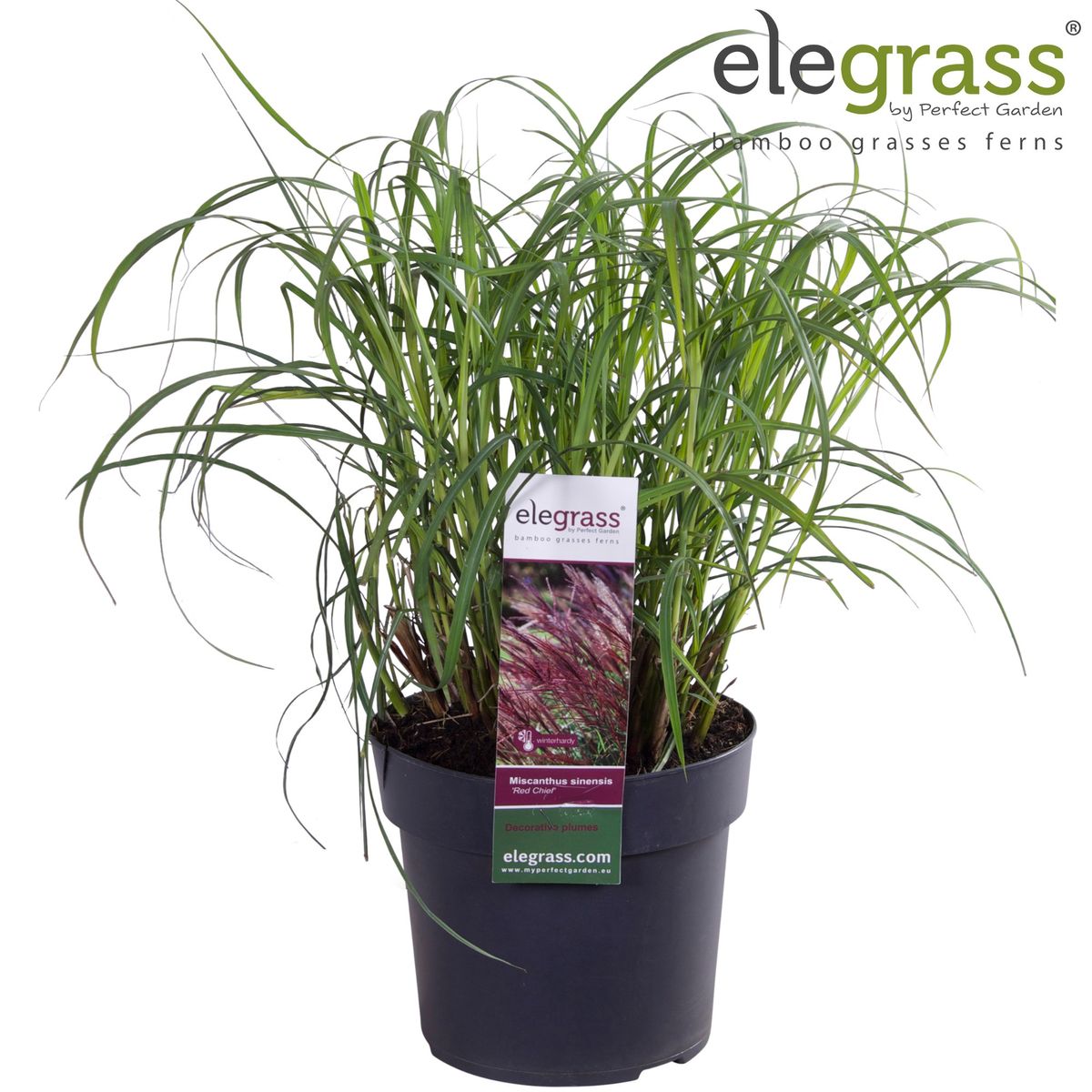 Miscanthus sinensis 'Red Chief' — Plant Wholesale FlorAccess