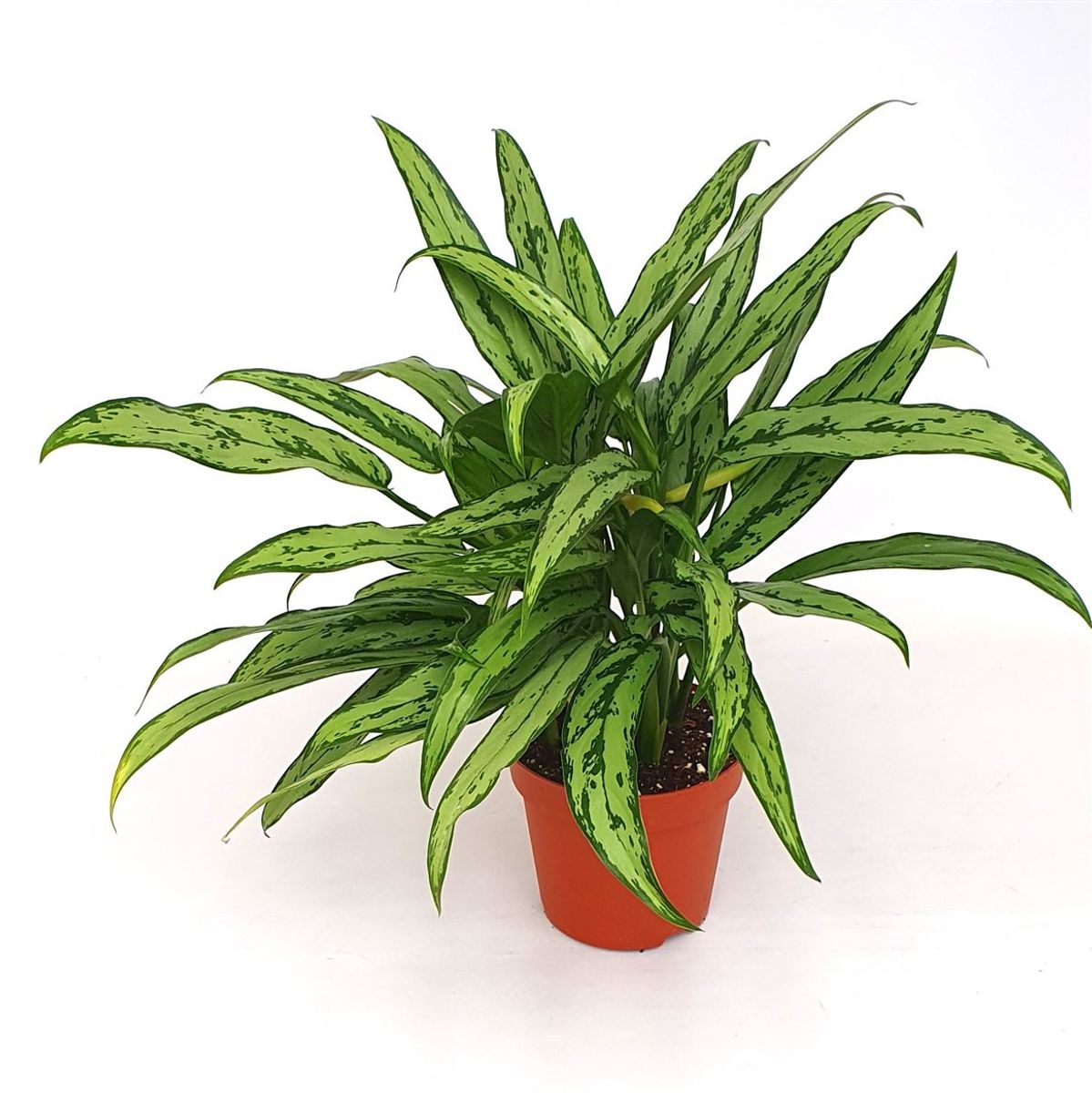 Aglaonema 'Cutlass' — Plant Wholesale FlorAccess
