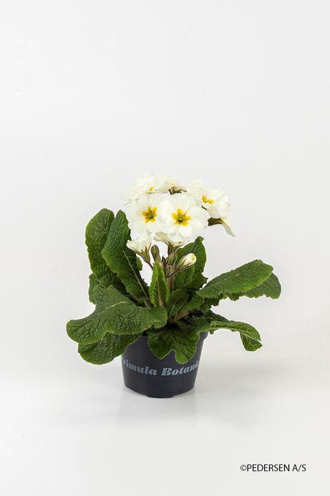 Primula veris 'Little Queen White' — Рослини оптом FlorAccess