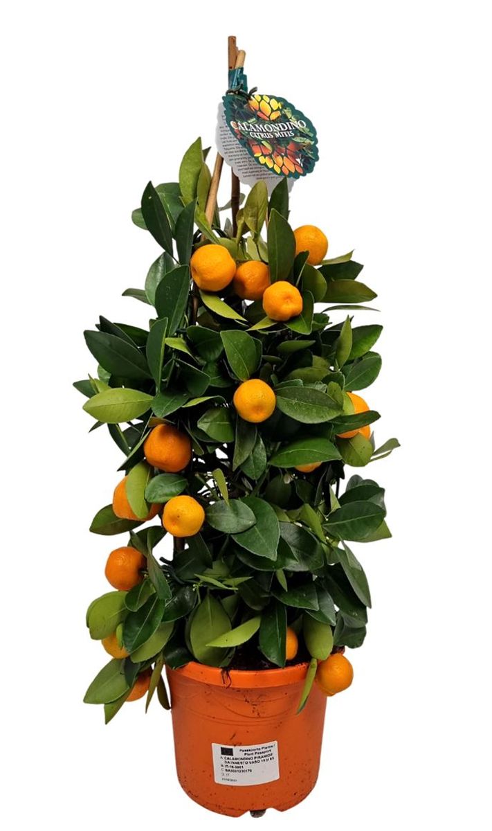 Citrus x microcarpa — Plant Wholesale FlorAccess