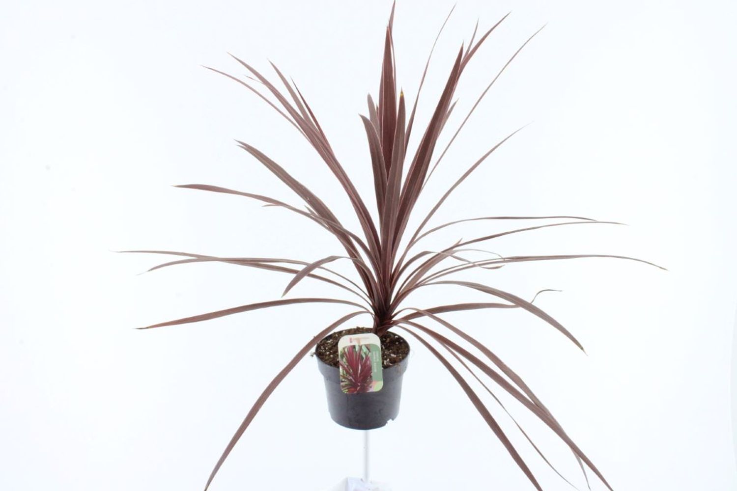 Cordyline australis 'Red Star' — Plant Wholesale FlorAccess