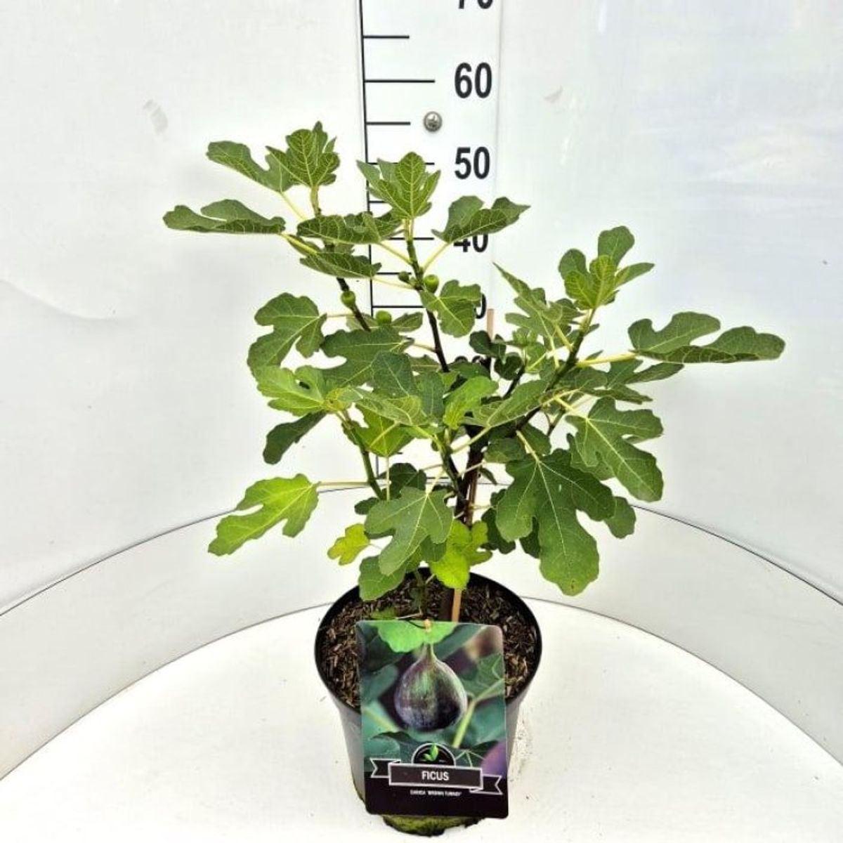 Ficus carica 'Brown Turkey' — Plant Wholesale FlorAccess