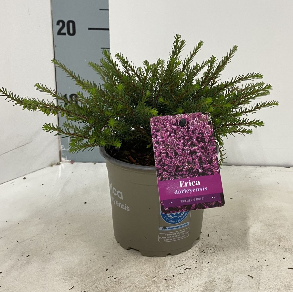 Erica x darleyensis 'Kramer's Rote' — Plant Wholesale FlorAccess