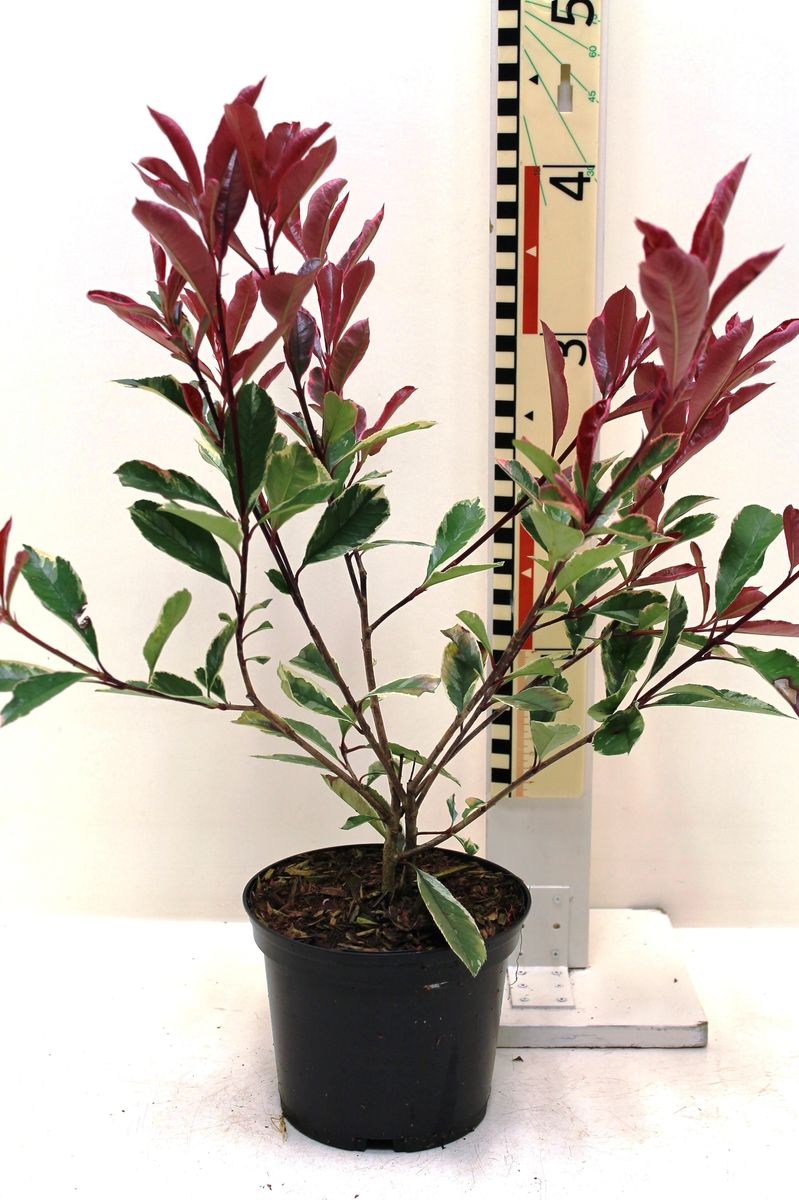 Photinia x fraseri PINK MARBLE — Plant Wholesale FlorAccess