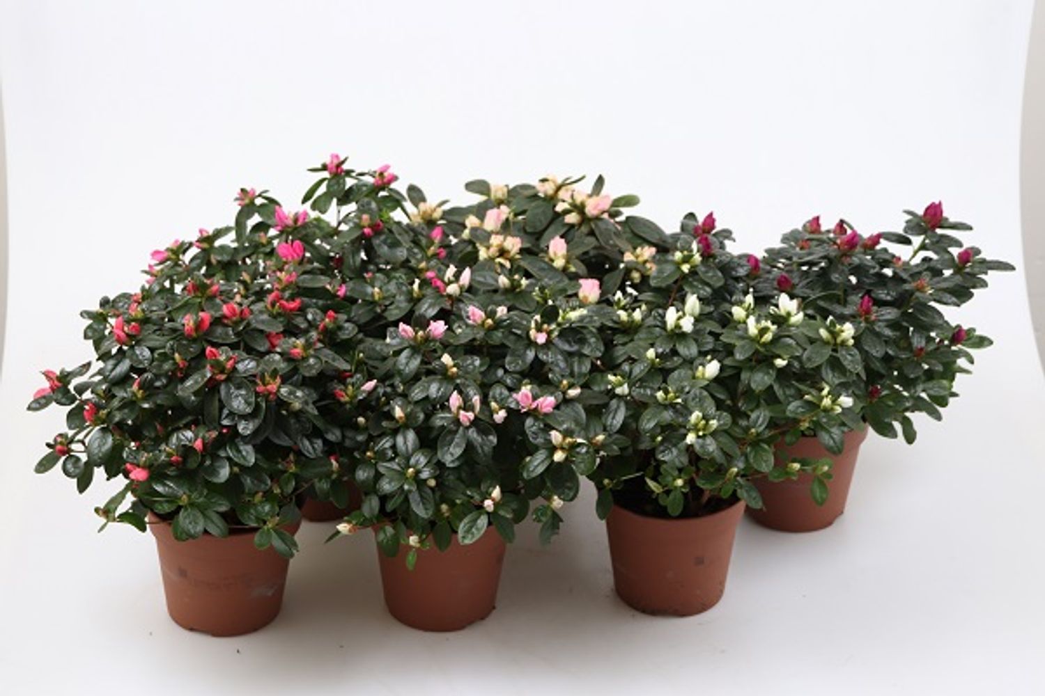 Rhododendron AZALEA MIX — Plant Wholesale FlorAccess