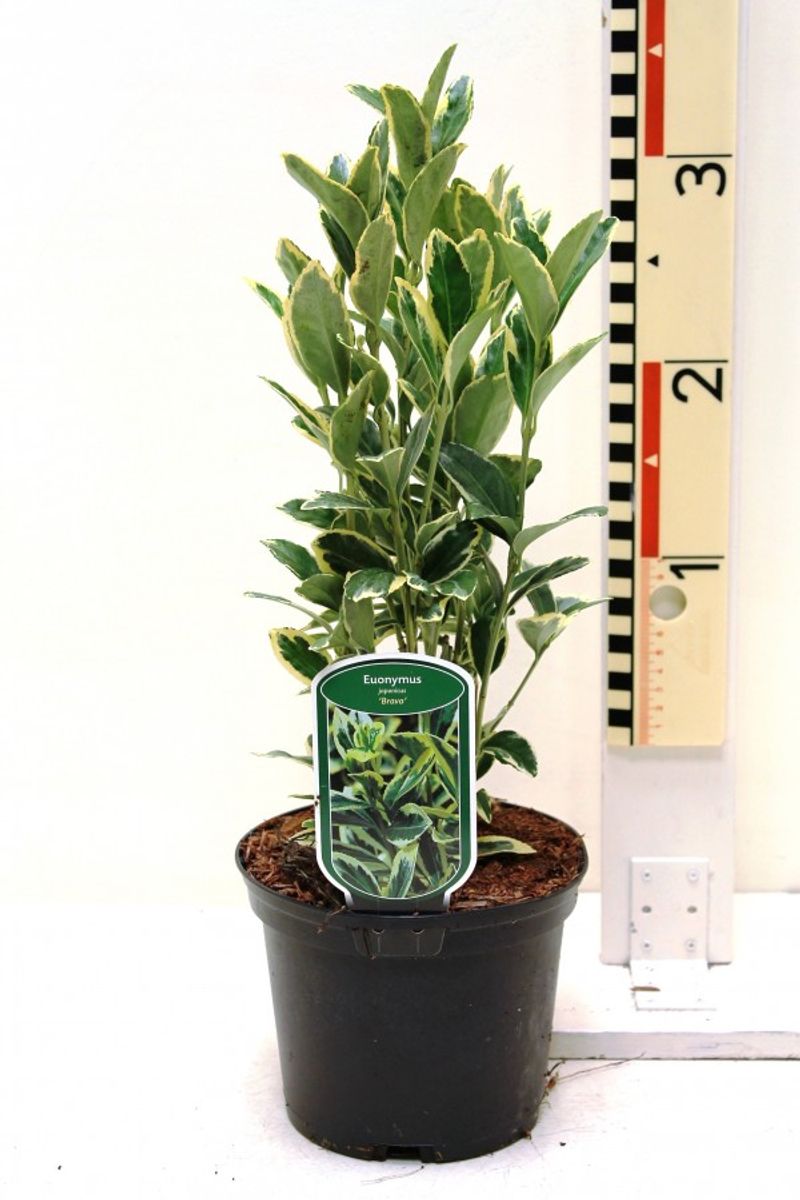 Euonymus japonicus 'Bravo' — Plant Wholesale FlorAccess