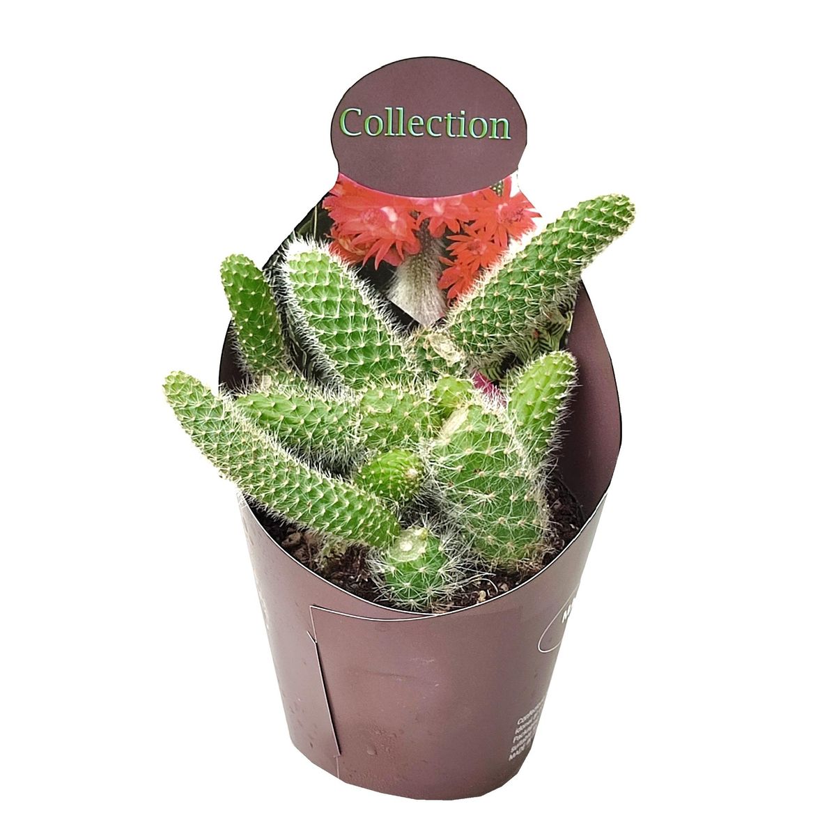 Hildewintera colademononis — Plant Wholesale FlorAccess