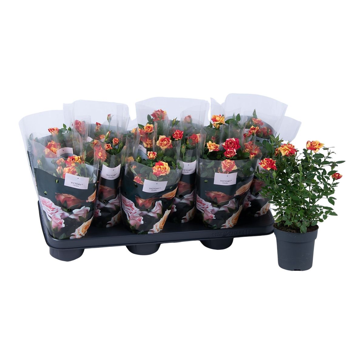 Rosa LISS — Plant Wholesale FlorAccess