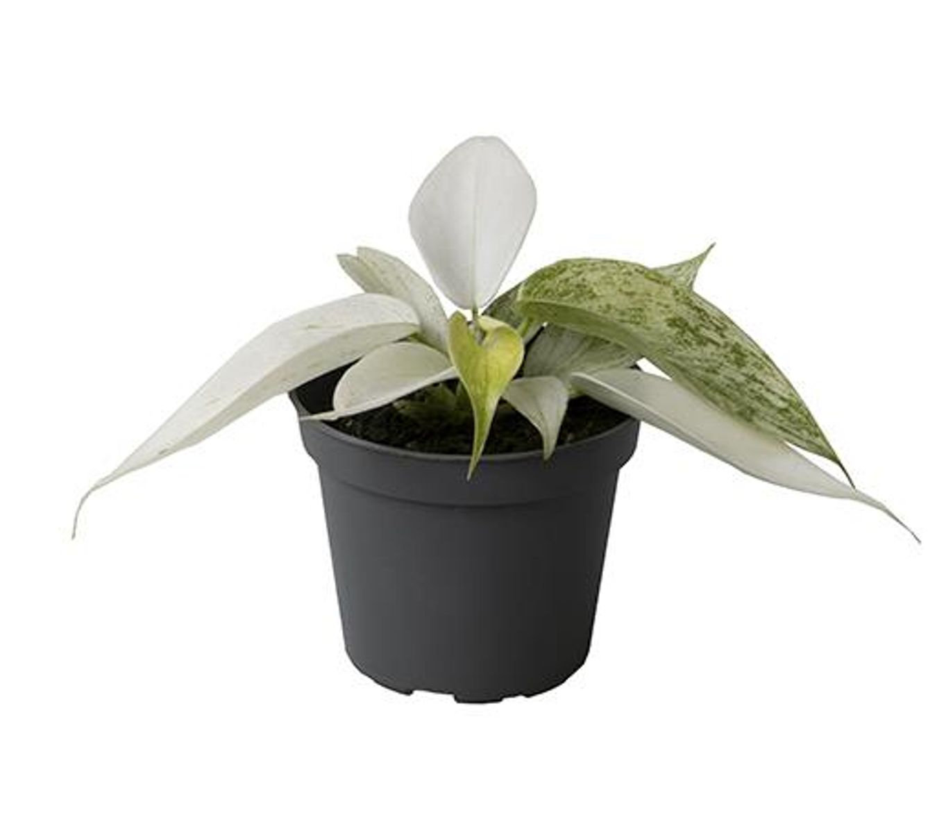 Philodendron FLORIDA GHOST — Plant Wholesale FlorAccess