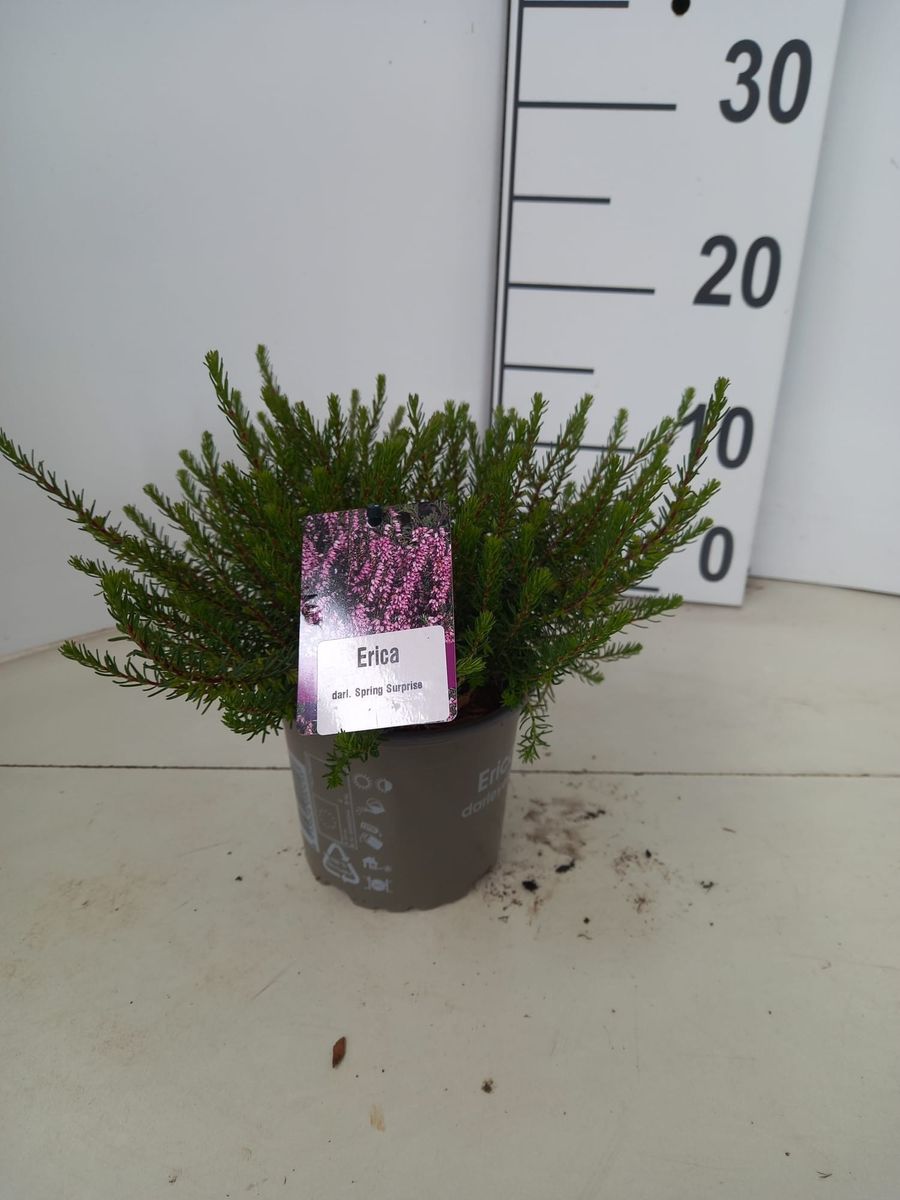 Erica x darleyensis 'Spring Surprise' — Plant Wholesale FlorAccess
