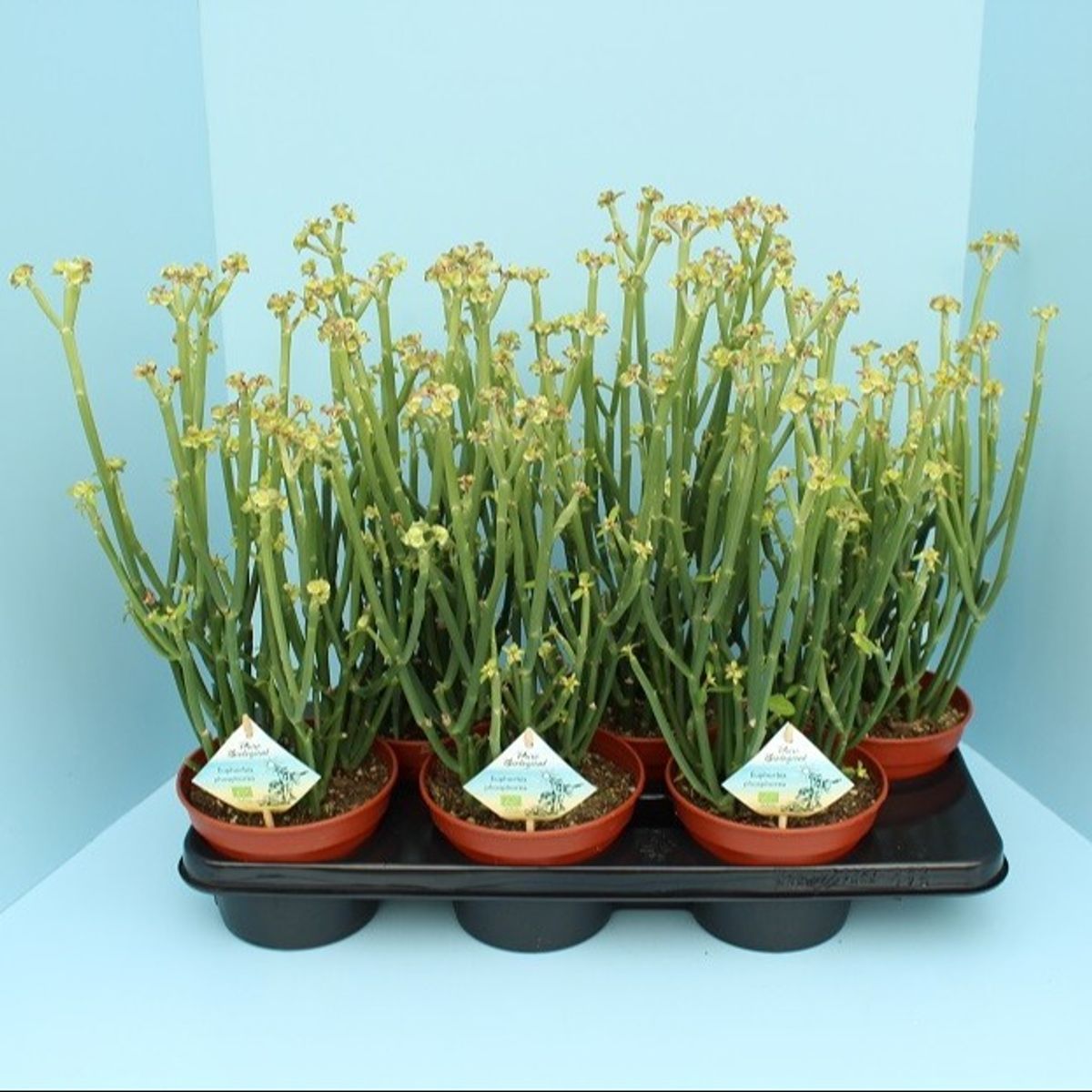 Euphorbia phosphorea — Plant Wholesale FlorAccess