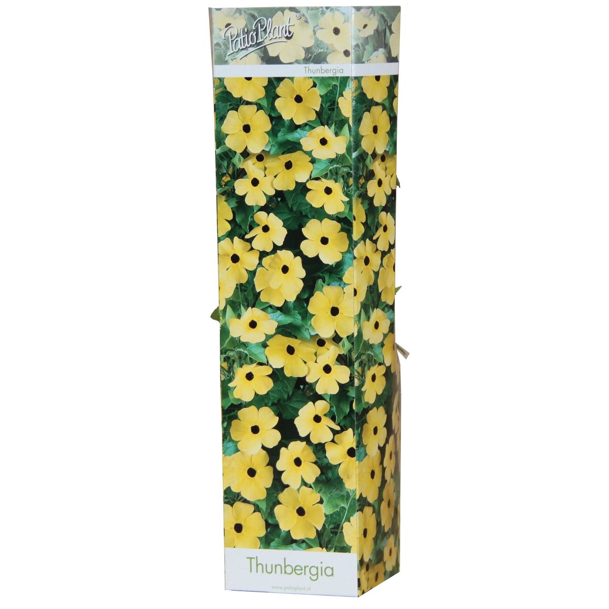 Thunbergia alata 'Lemon Star' — Plant Wholesale FlorAccess