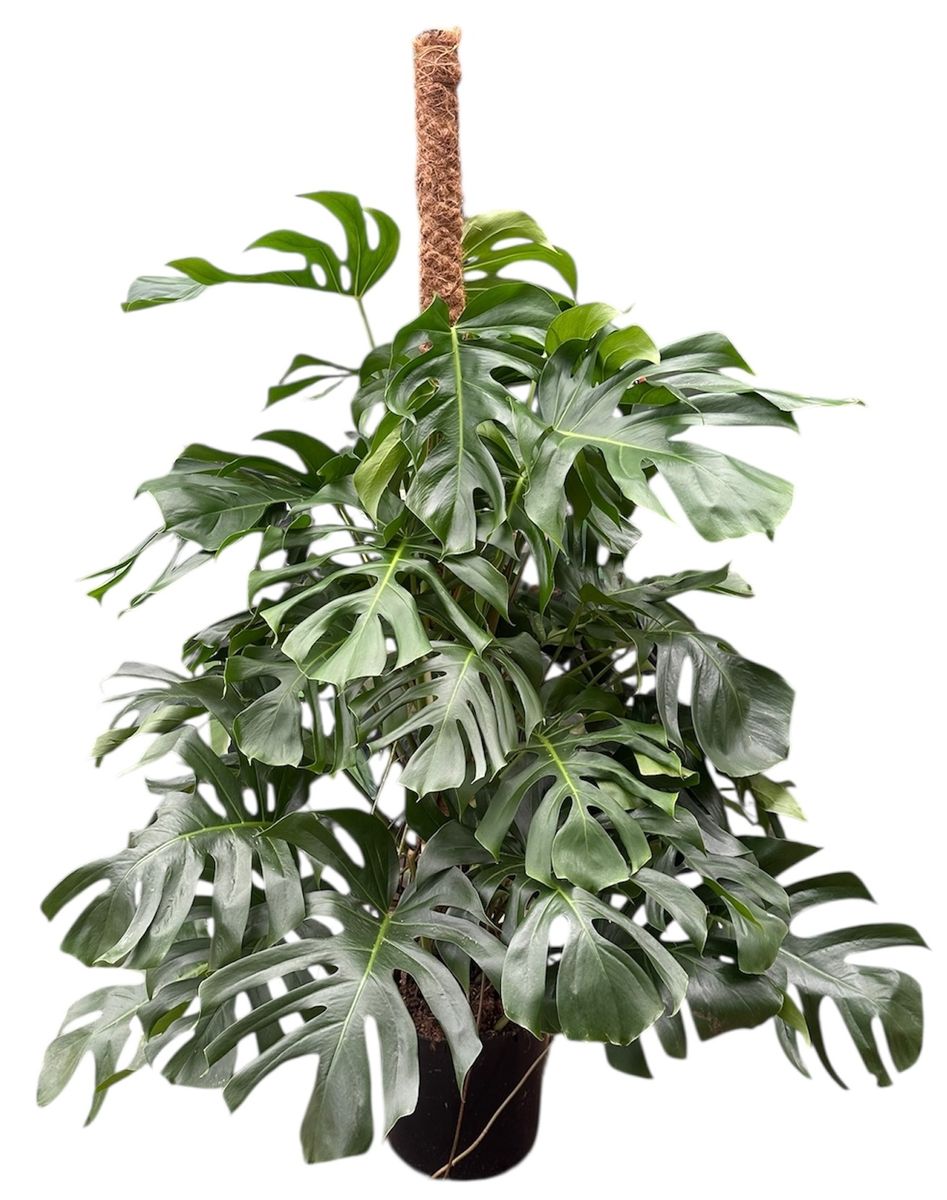 Monstera deliciosa — Plant Wholesale FlorAccess