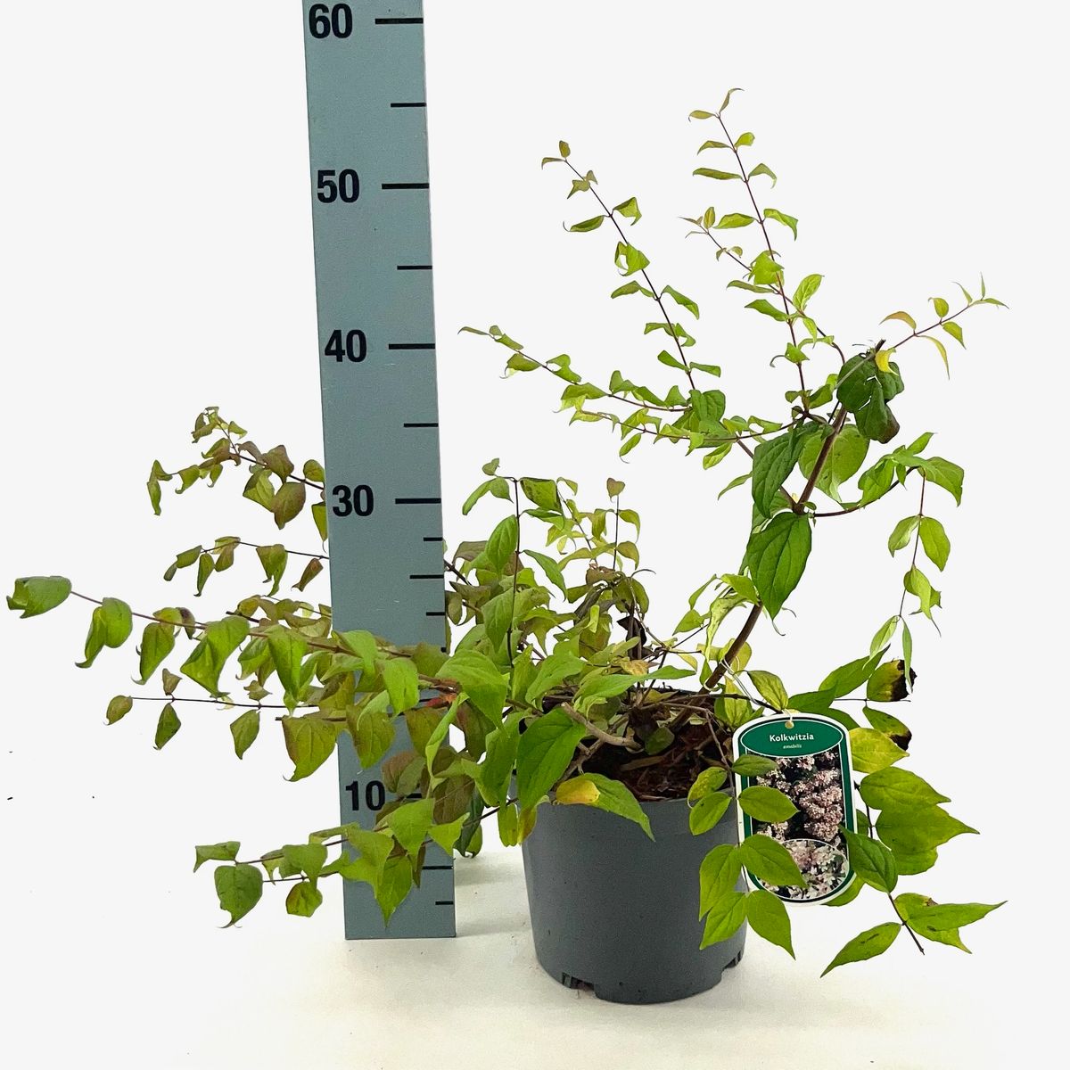 Kolkwitzia amabilis — Plant Wholesale FlorAccess