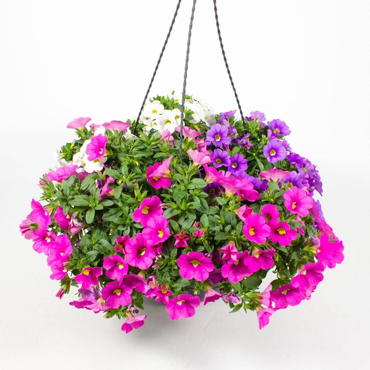 Calibrachoa MIX IN POT — Plant Wholesale FlorAccess