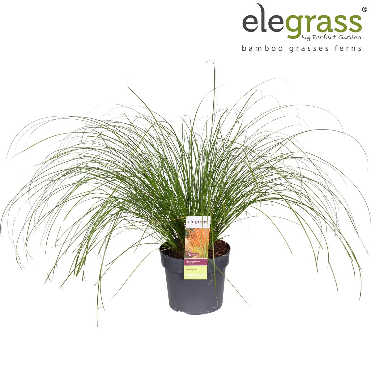 Carex testacea PRAIRIE FIRE COLORGRASS — Plant Wholesale FlorAccess