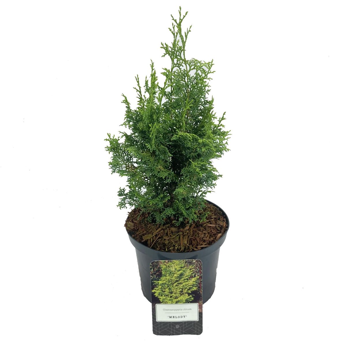 Chamaecyparis obtusa 'Melody' — Plant Wholesale FlorAccess