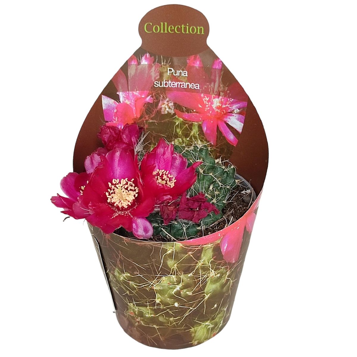 Puna subterranea — Plant Wholesale FlorAccess