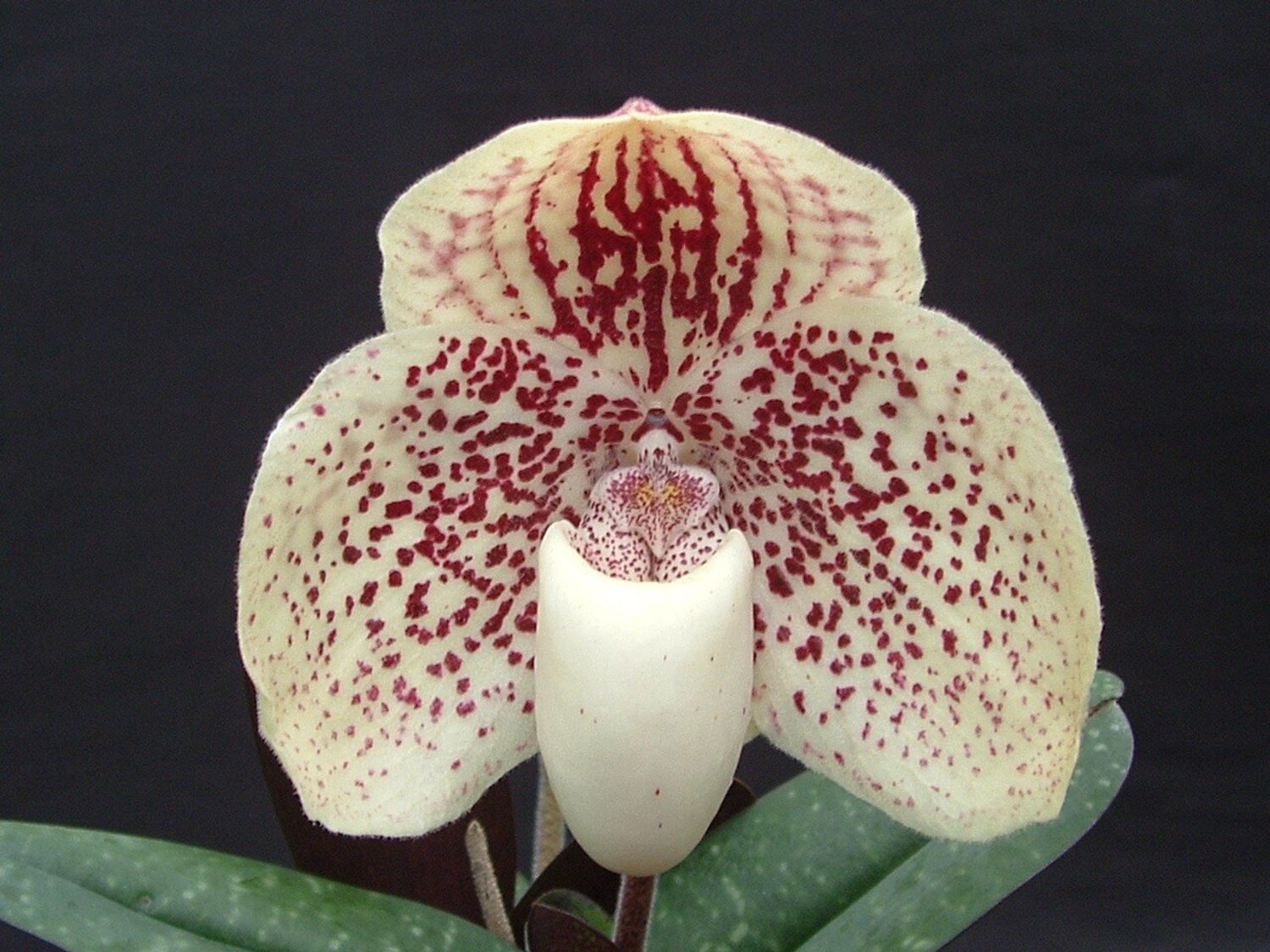Paphiopedilum godefroyae — Plant Wholesale FlorAccess