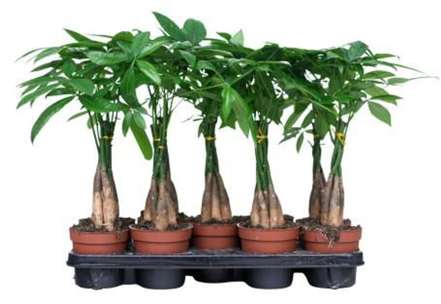 Pachira aquatica — Plant Wholesale FlorAccess