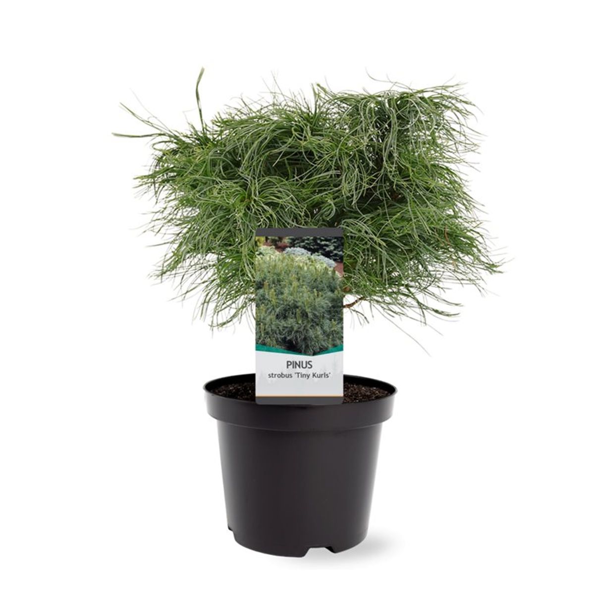 Pinus strobus 'Tiny Curls' — Plant Wholesale FlorAccess