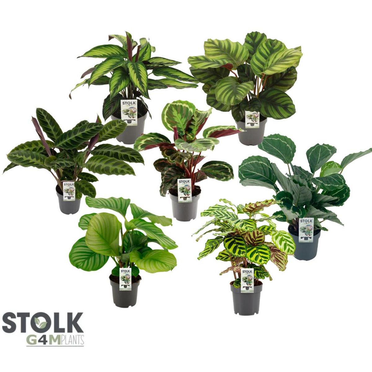 Calathea MIX — Plant Wholesale FlorAccess