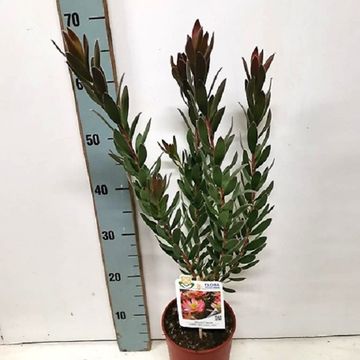 Leucadendron 'African Spice' — Plant Wholesale FlorAccess