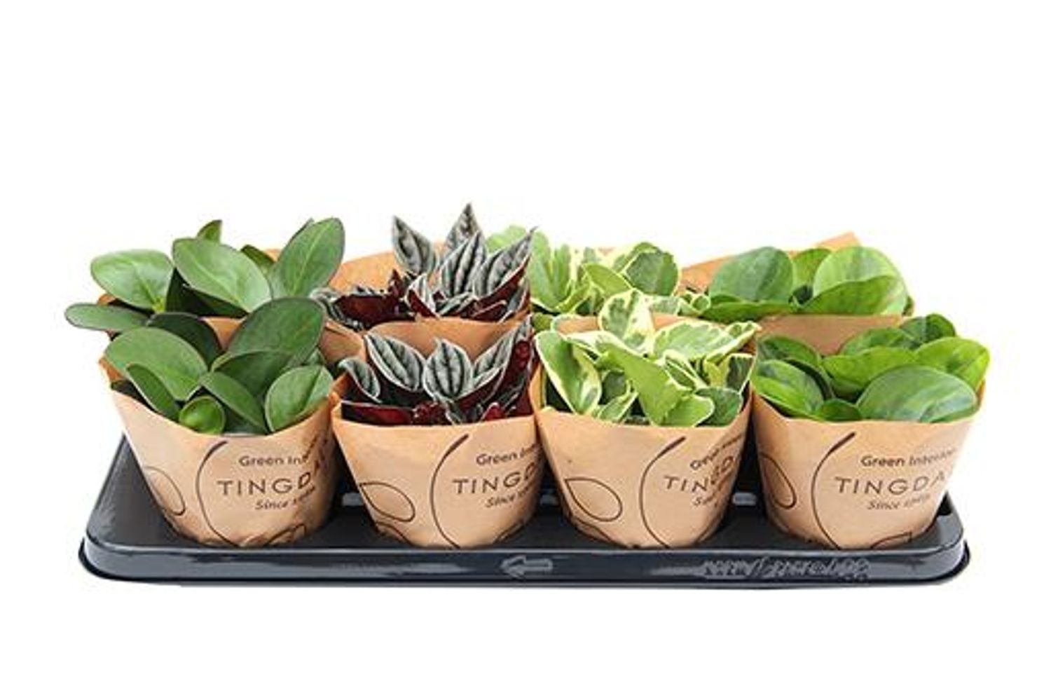 Peperomia MIX — Plant Wholesale FlorAccess