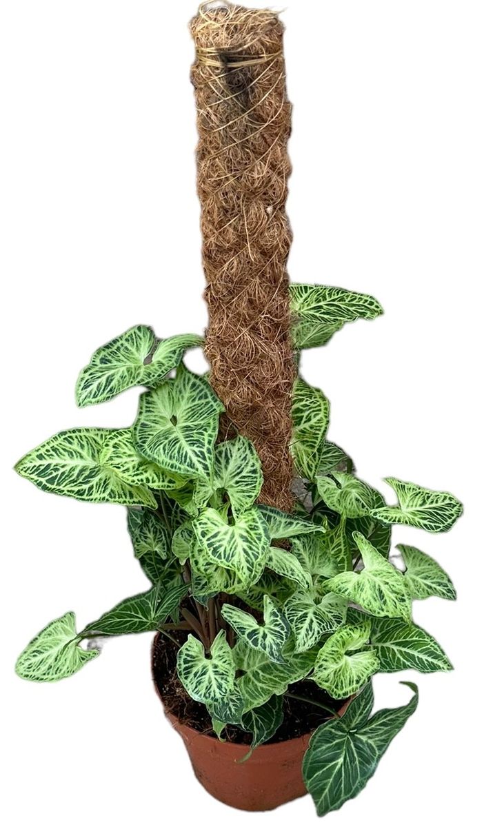 Syngonium 'Batik' — Plant Wholesale FlorAccess