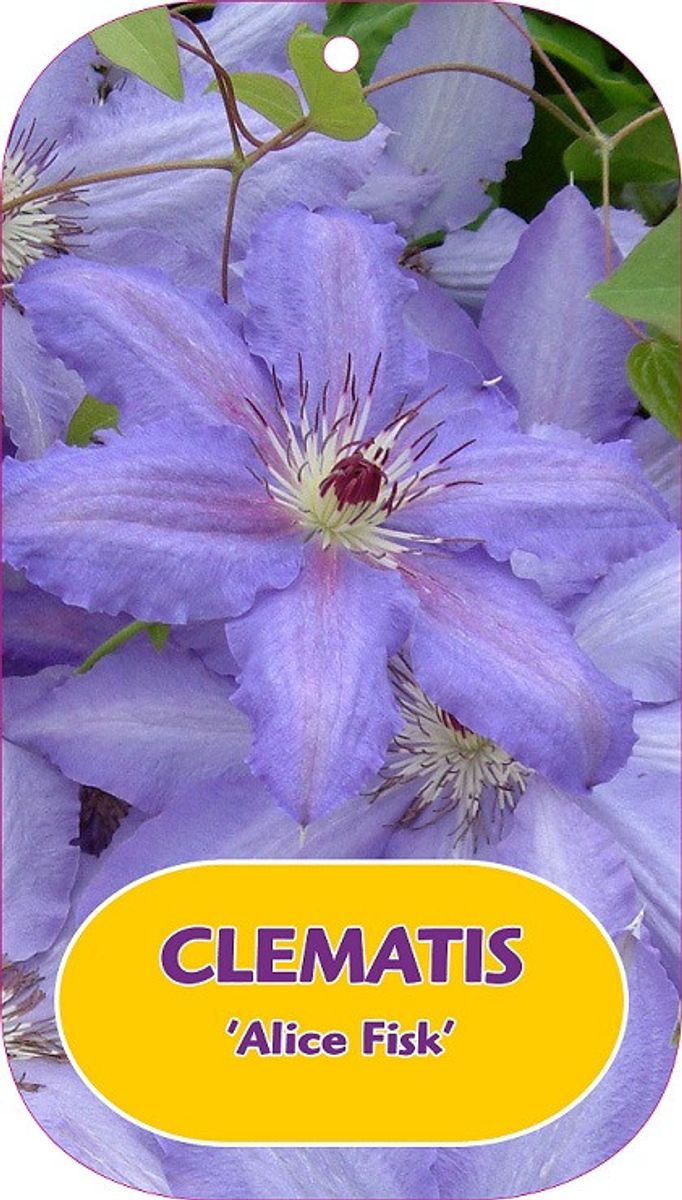 Clematis 'Alice Fisk' (EL) — Plant Wholesale FlorAccess