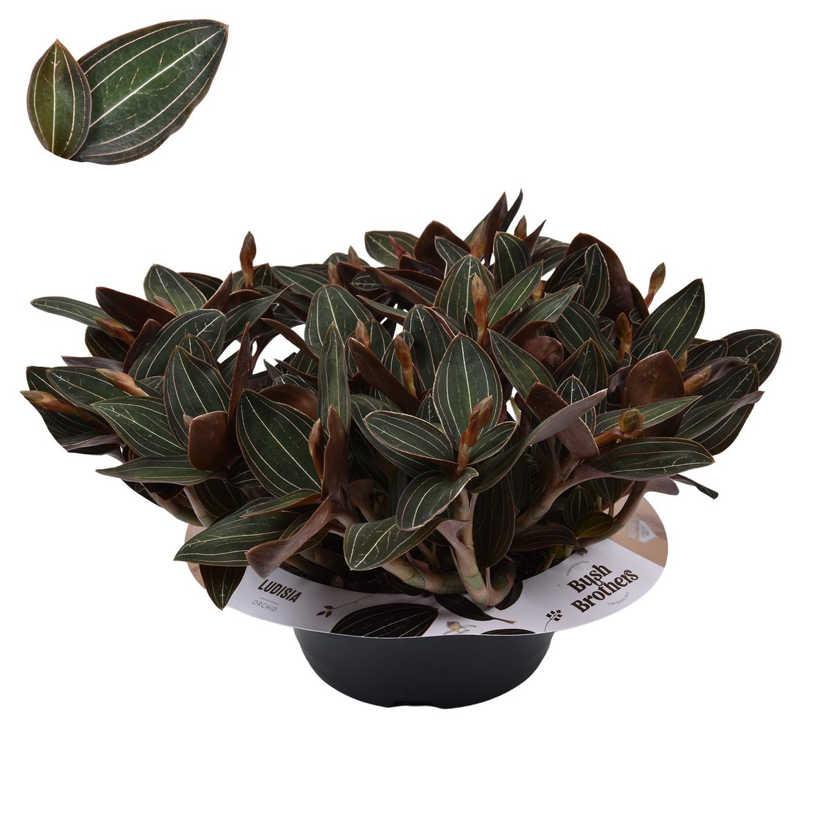 Ludisia discolor — Plant Wholesale FlorAccess